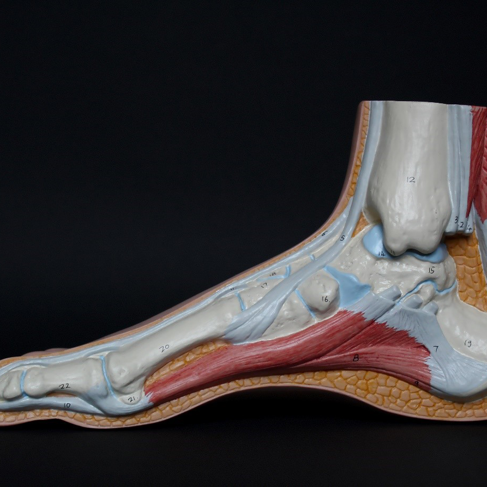 Ankle & Foot Complex – Clinicalx foundations